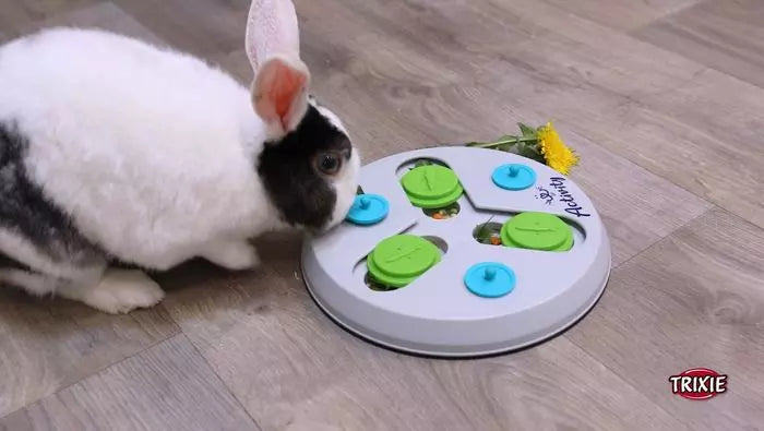 Slide and Fun Board Strategy Game – Bunnies That Lunch